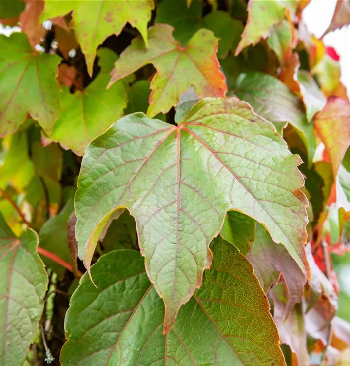 Parthenocissus Tricuspidata Veitchii