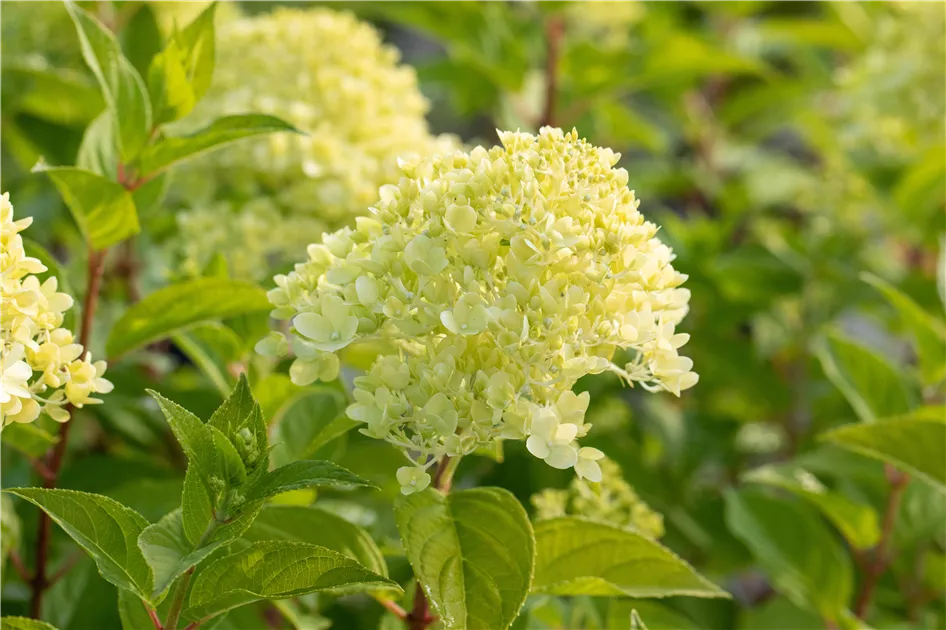 Hydrangea paniculata Limelight R